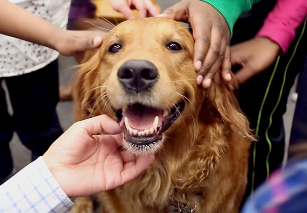 Suzana Gartner | Progress for Animals in 2017!