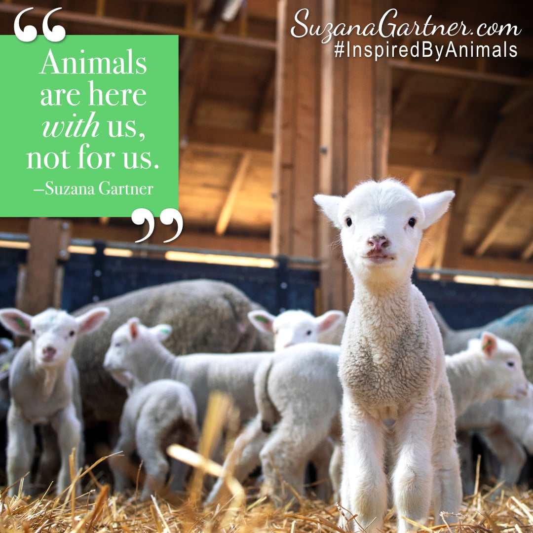 Suzana Gartner | Ways to Celebrate Be Kind to Animals Month and Please ...